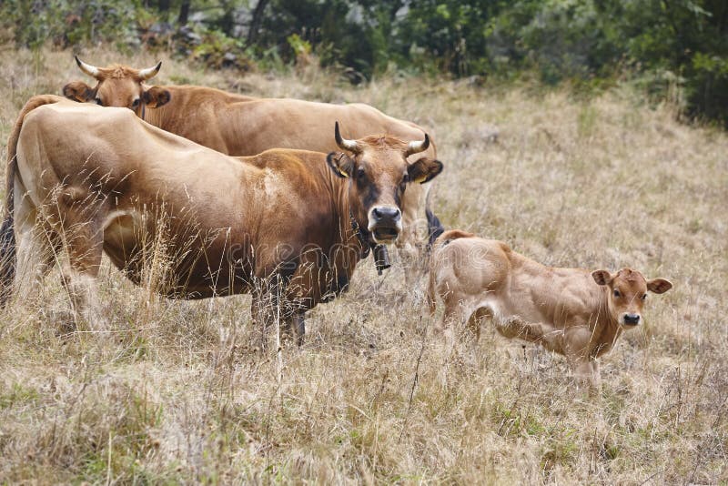 Koe En Stier in Het Platteland Vee, Vee Horizontaal Stock Foto - Image ...