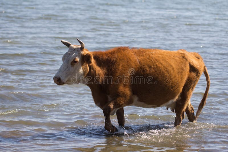 Koe in Het Water Op Het Meer Stock Afbeelding - Image of milieu, dier ...