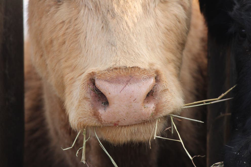 Koe-hoofd tussen Stutten stock afbeelding. Image of mond - 89027301