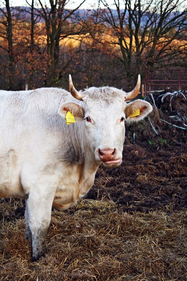 Koe in mest stock afbeelding. Image of zuivelfabriek, gras - 7834455