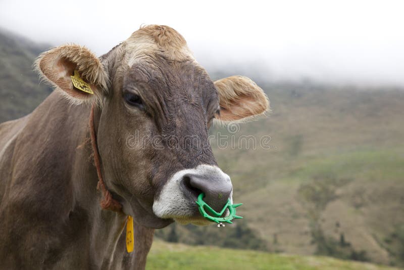 Koe met een neusring stock foto. Image of weilanden, zoogdieren - 33799100