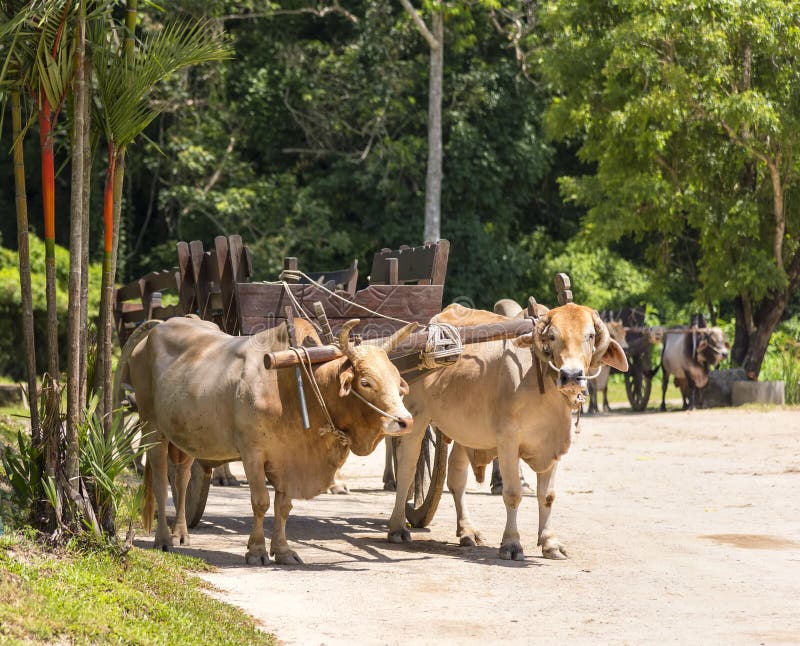 Het Juk van de os adn stock afbeelding. Image of groepswerk - 3157543