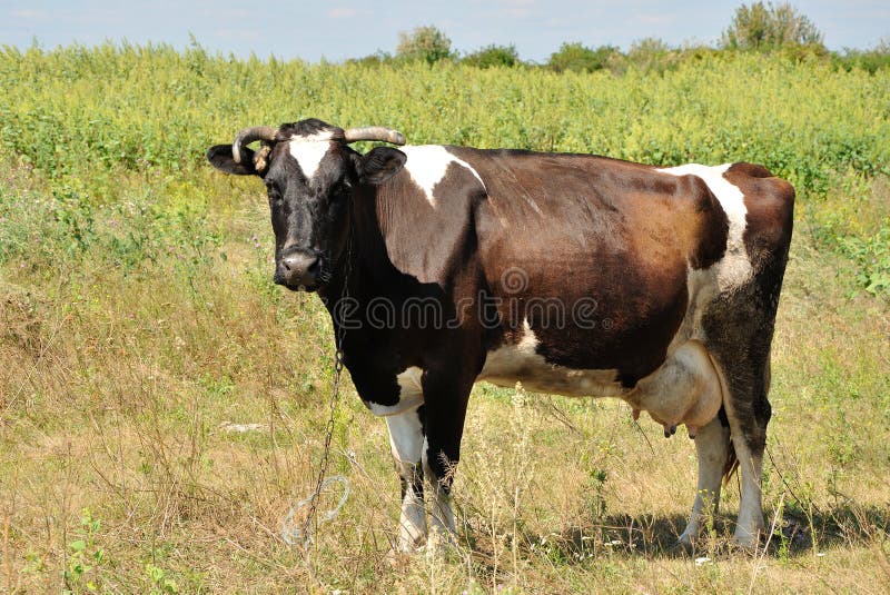 Koe met ketting stock afbeelding. Image of gras, begrazing - 34709461