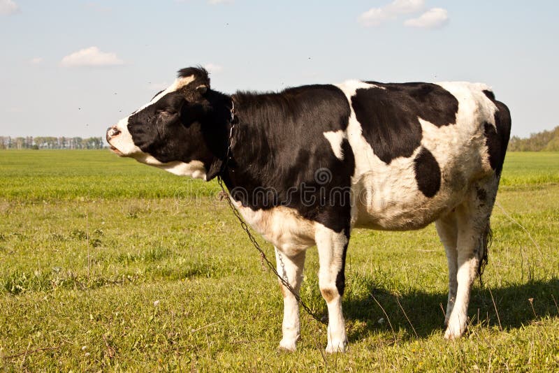 Koe in weiland stock afbeelding. Image of weiland, begrazing - 70826885