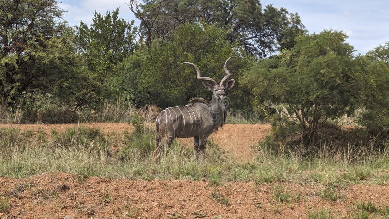 Koedoe Antelope Africa Trees Grass Stock Photo - Image of trees, grass ...
