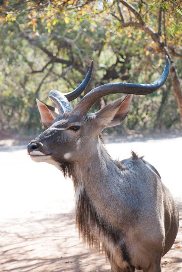 Koedoe Animal Stock Photos - Free & Royalty-Free Stock Photos from ...