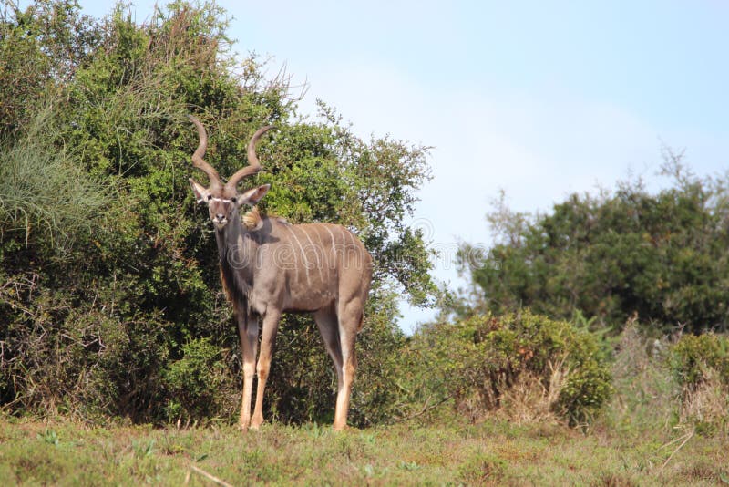 Koedoe in the sun stock image. Image of beautiful, park - 94821337