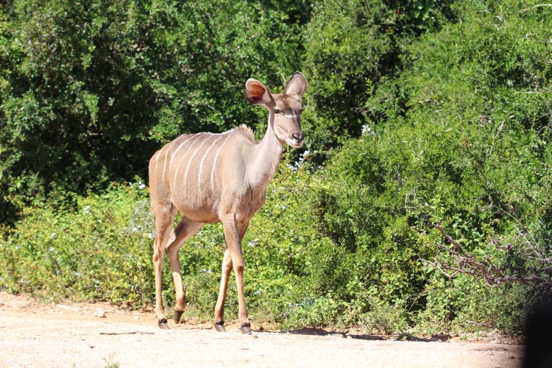 Koedoe in the sun stock image. Image of flowers, baby - 94819747