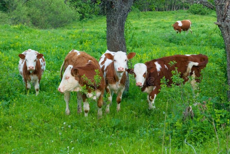 Koeien stock afbeelding. Image of dier, weide, kudde, bomen - 5295363