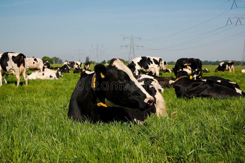 Koeien in DE wei stock afbeelding. Image of hemel, landschap - 17025599