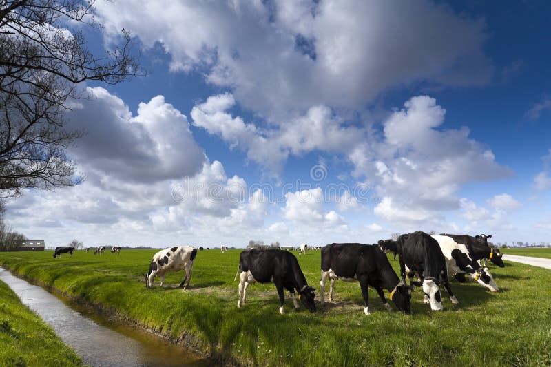 Koeien in Een Weide in Het Platteland Stock Foto - Image of gras, zomer ...
