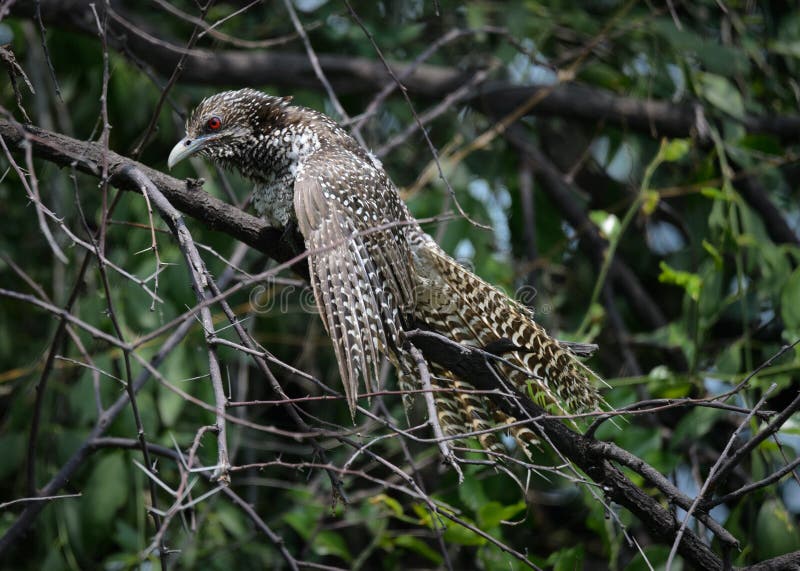Koel common bird female stock photo. Image of perch, asian - 99373318