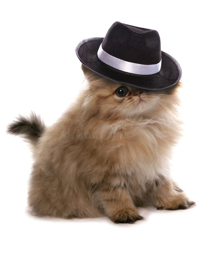 Coole kat stock afbeelding. Image of hoeden, humeur, katten - 44366251