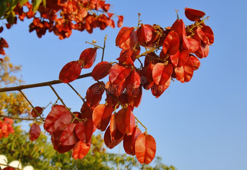 Koelreuteria Paniculata. "Soap Tree" Red Berries Stock Photo - Image of ...