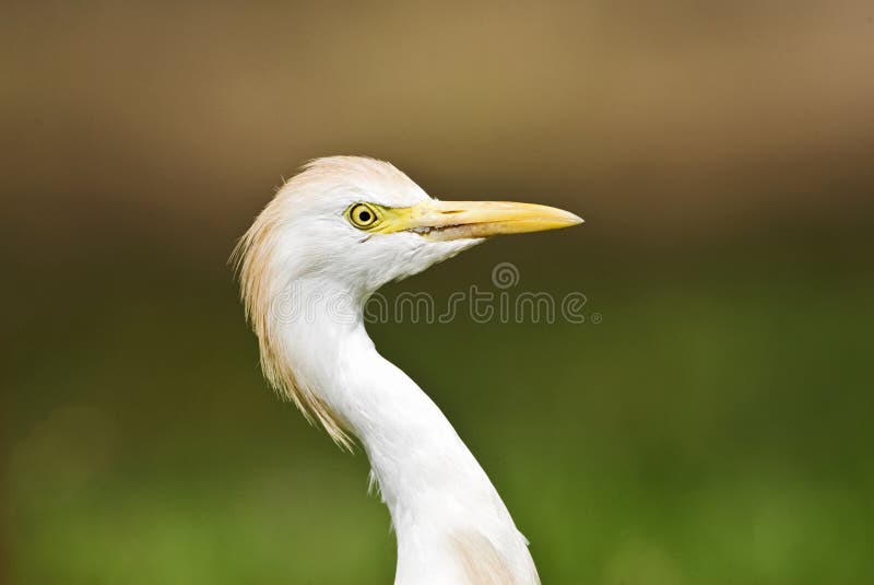 Koereiger Portret Stock Photos - Free & Royalty-Free Stock Photos from ...