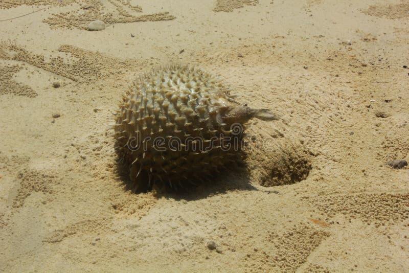 Vis Dood Gedroogd, Dode Vis Op De Bodem Van Het Gras, Concept Van De ...