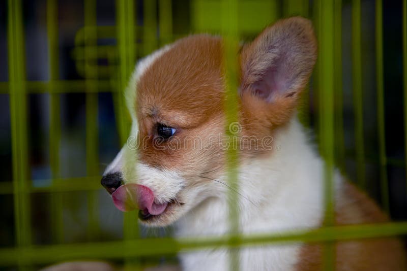 A Kogi pup in a cage stock image. Image of brown, horizontal - 168268359