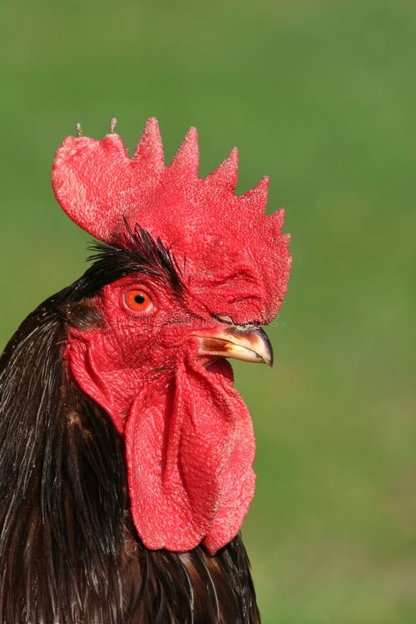 Cockerel obraz stock. Obraz złożonej z gniazdeczko, avians - 97205133