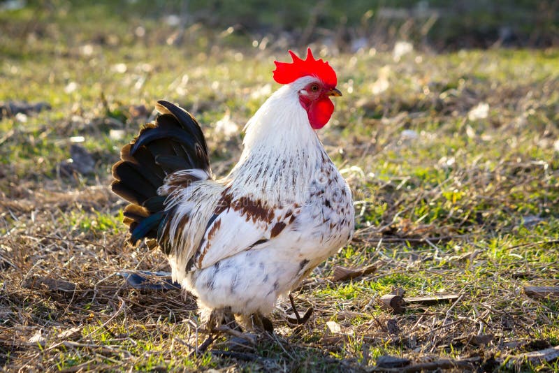 Domowy kogut obraz stock. Obraz złożonej z ptactwo, kogut - 21768587