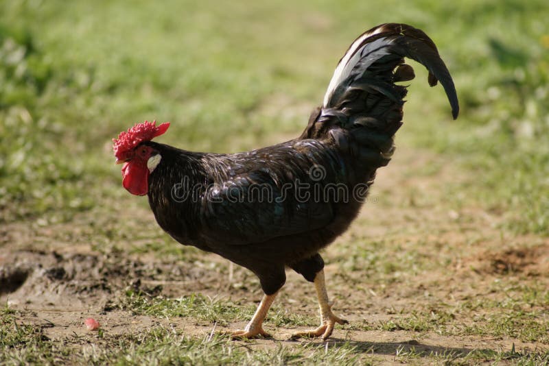 Piękny duży kogut zdjęcie stock. Obraz złożonej z kogut - 23847652