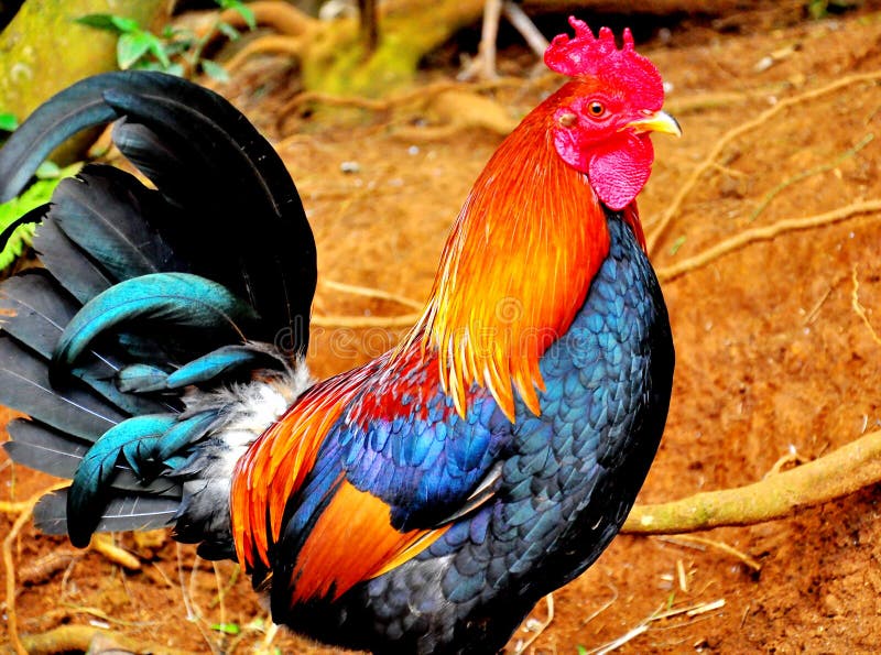 Kogut zdjęcie stock. Obraz złożonej z kogut - 30125310