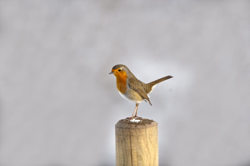 Bożenarodzeniowy Rudzik Umieszczający Na Ogrodzeniu Zdjęcie Stock ...