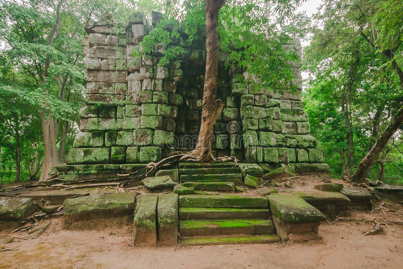 Kher Tree Stock Photos - Free & Royalty-Free Stock Photos from Dreamstime