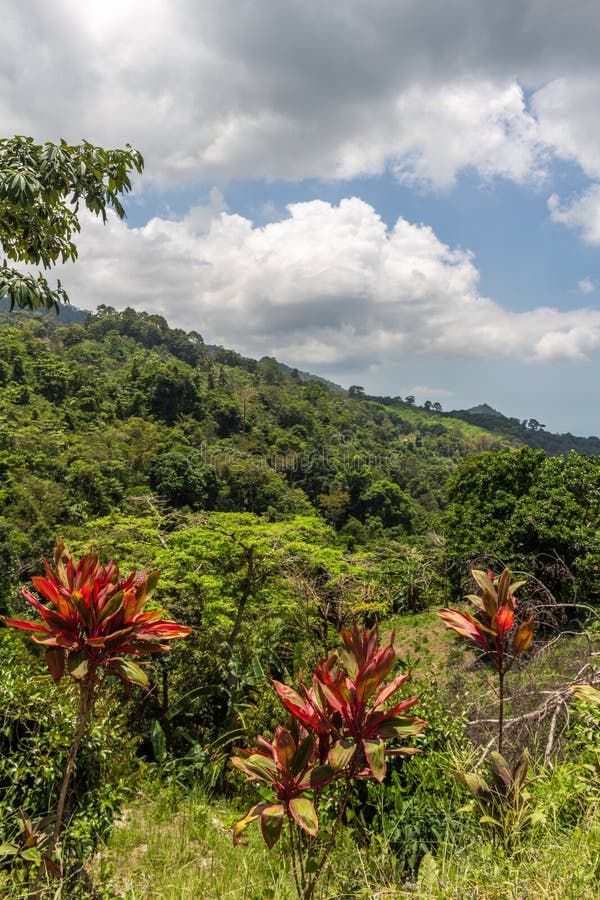 Koh Samui jungle Thailand stock photo. Image of backpacking - 153754780