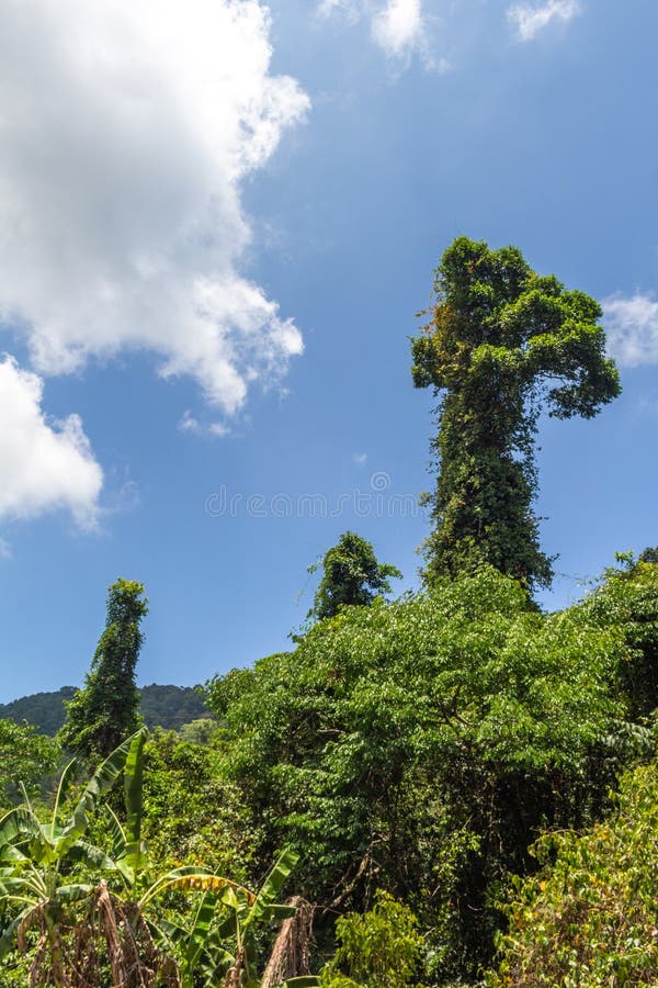 Koh Samui Jungle Wild Trees Thailand Stock Image - Image of beautiful ...