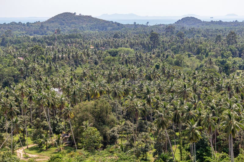 Koh Samui jungle Thailand stock photo. Image of backpacking - 153754780
