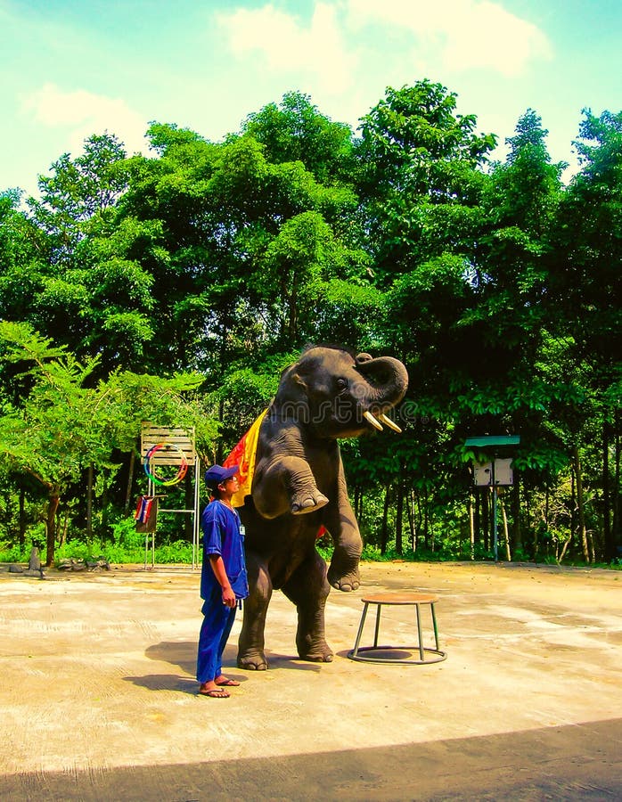 Koh Samui, Thailand - June 21, 2008: Young Elephant Doing Tricks ...