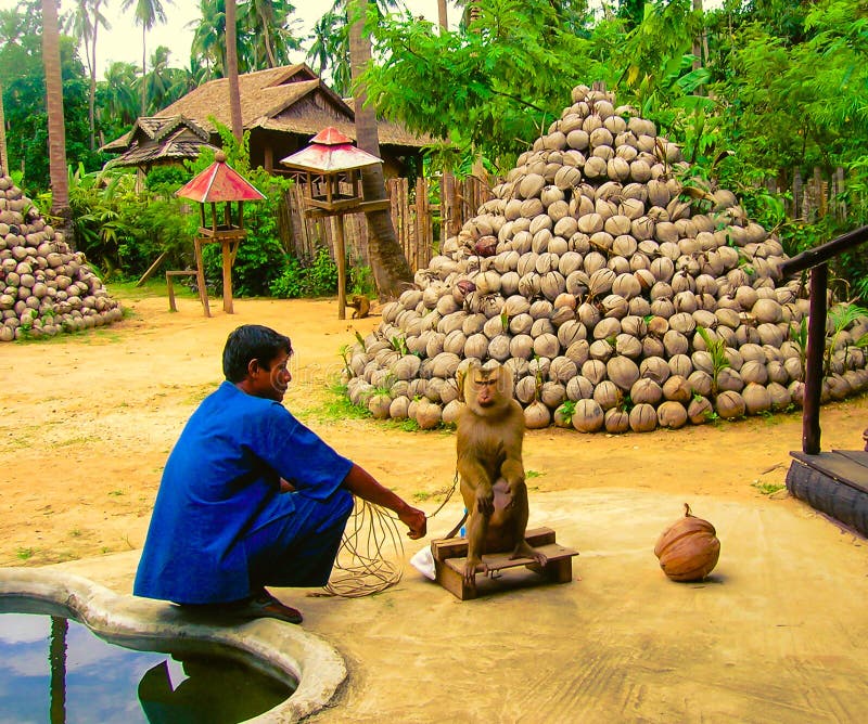 Koh Samui, Thailand - June 21, 2008: Young Monkeys Doing Tricks ...