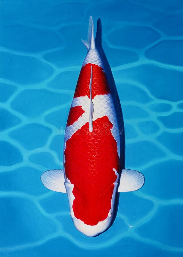 Kohaku Koi Fish. stock photo. Image of wave, culture - 75276260