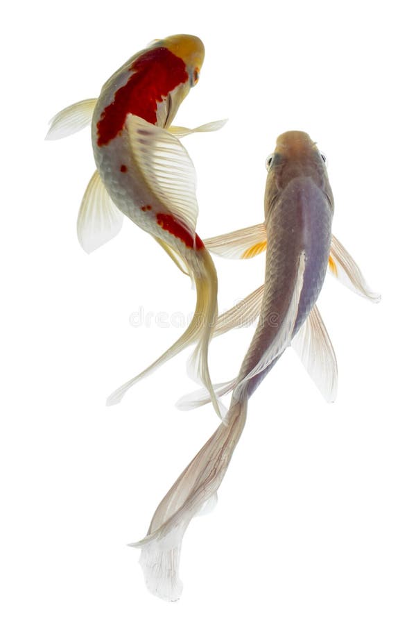 1,328 Kohaku Stock Photos - Free & Royalty-Free Stock Photos from ...