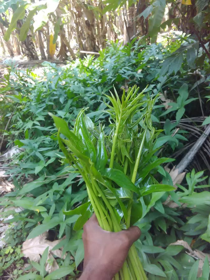 Kohila Dhalu Stock Photos - Free & Royalty-Free Stock Photos from ...