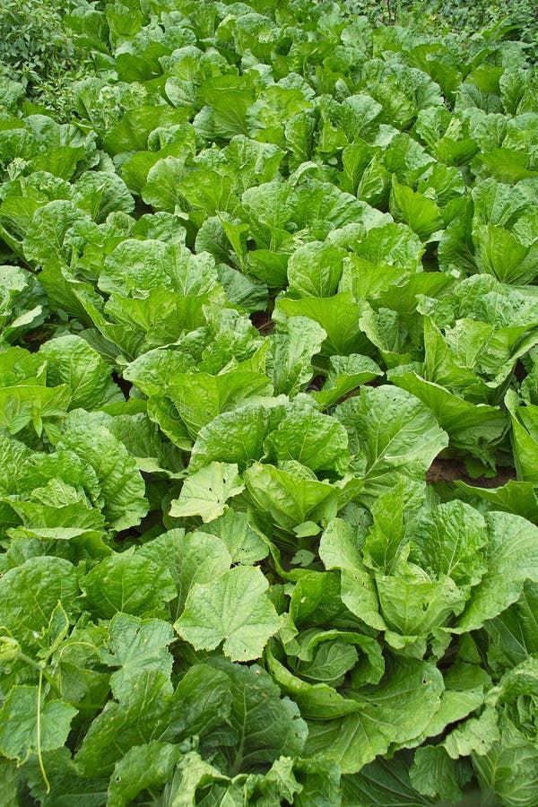 Kohl stockfoto. Bild von kohl, wachstum, nahrung, garten - 12139064