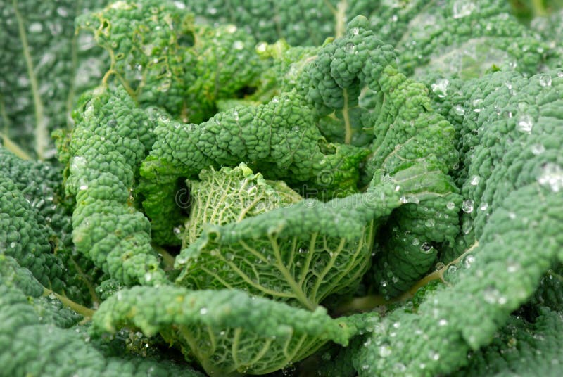 Kohl Stockfotos und Bilder - Laden Sie 250,899 lizenzfreie Fotos herunter