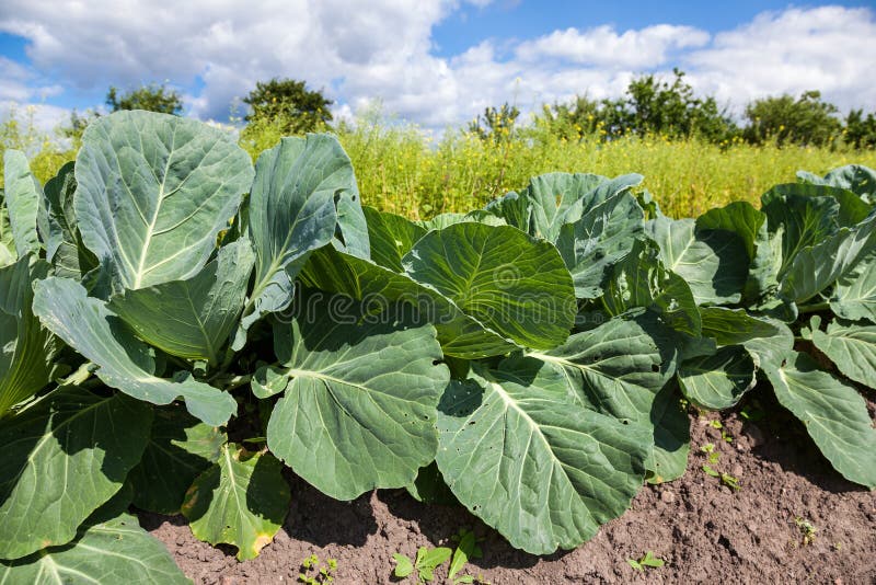 Junger Grünkohl, Der Auf Dem Feld Wächst. Stockfoto - Bild von nahrung ...