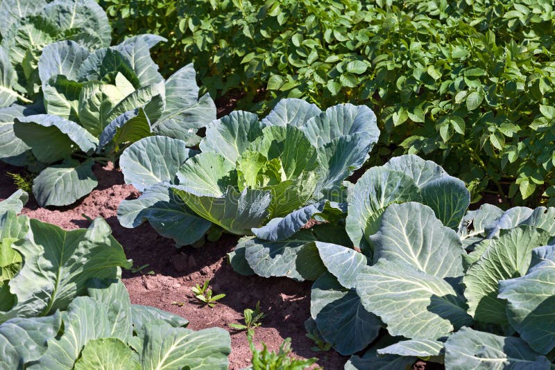 Junger Grünkohl, Der Auf Dem Feld Wächst. Stockfoto - Bild von nahrung ...