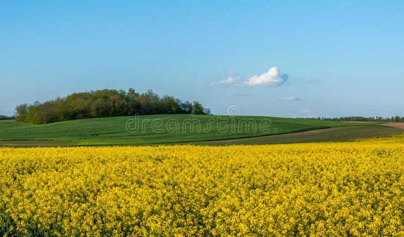 Kohl Napus Oder Vergewaltigung, Raps Stockbild - Bild von wolken, feld ...