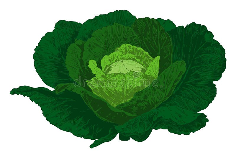 Kohl Stock Illustrationen, Vektoren, & Kliparts - 30,733 Stock ...