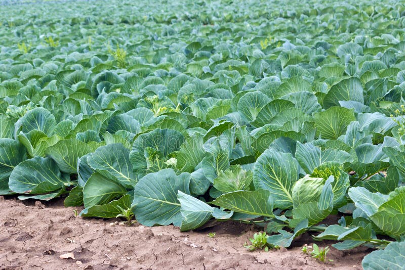 Kohlfeld stockfoto. Bild von getreide, erzeugnis, betrieb - 208292820