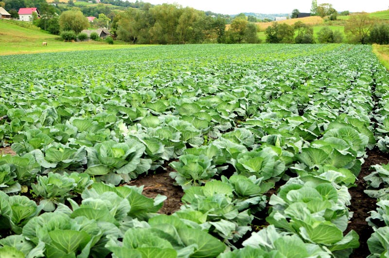 Kohl stockfoto. Bild von kohl, blätter, gemüse, grüns - 36987710
