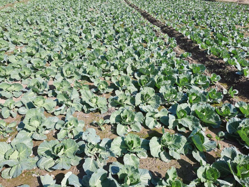 Kohlfeld stockfoto. Bild von getreide, erzeugnis, betrieb - 208292820