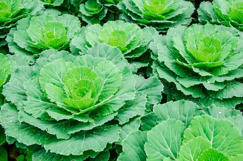 Kohlgemüse Auf Weißem Hintergrund Stockfoto - Bild von blatt ...
