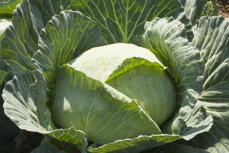 Kohl-Kopf stockfoto. Bild von gesund, gemüse, nahrung - 13917604