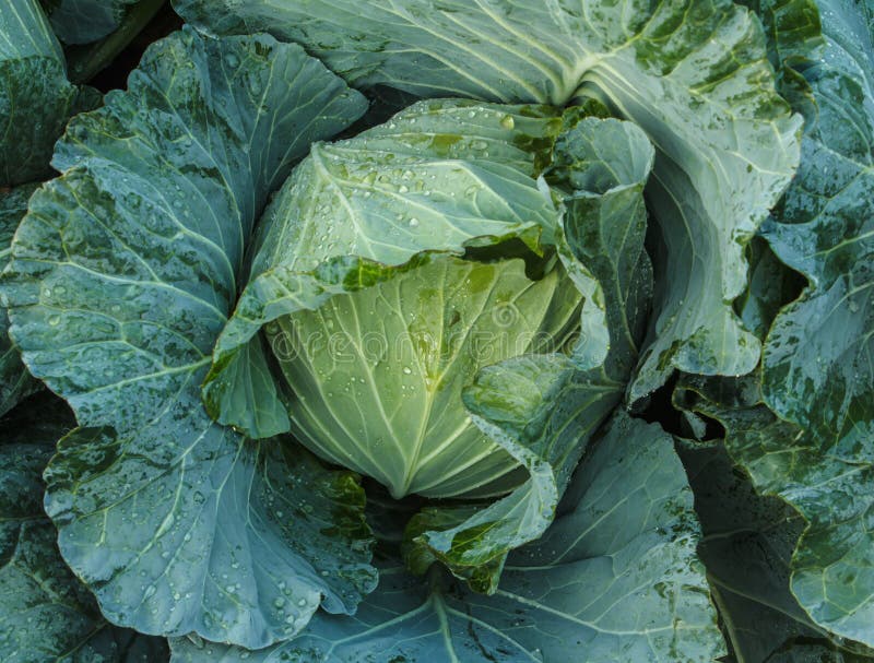 Kohl Im Garten, Nahaufnahme Stockfoto - Bild von kohl, nahaufnahme ...
