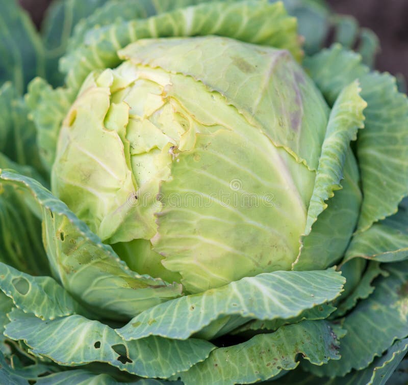Kohlkopf Isoliert Auf Einem Weißen Hintergrund Stockfoto - Bild von ...