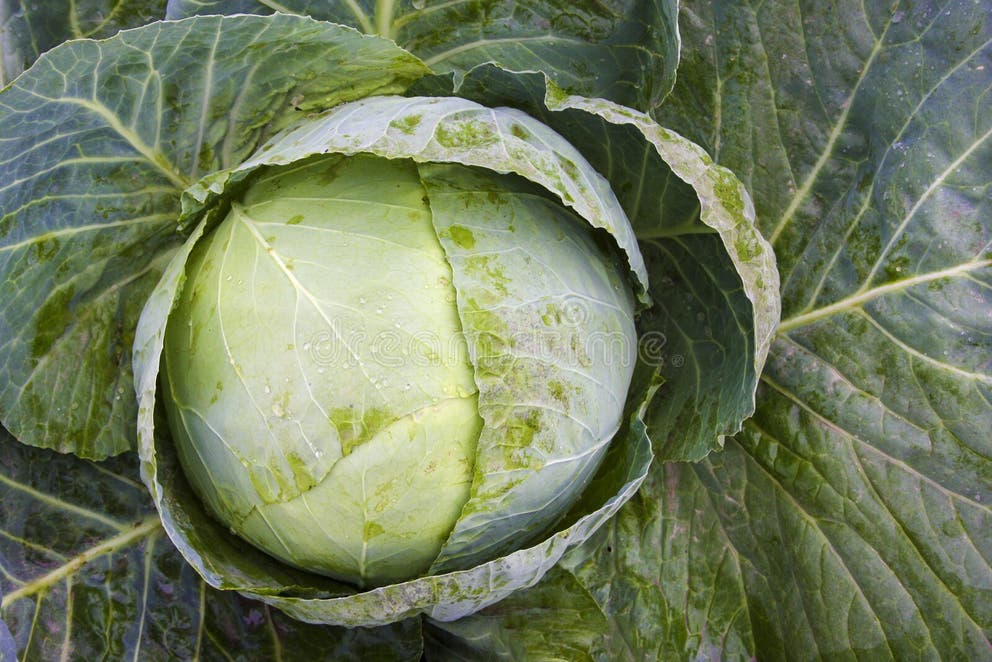 Kohlkopf im Garten stockfoto. Bild von essen, blatt, getreide - 71311680