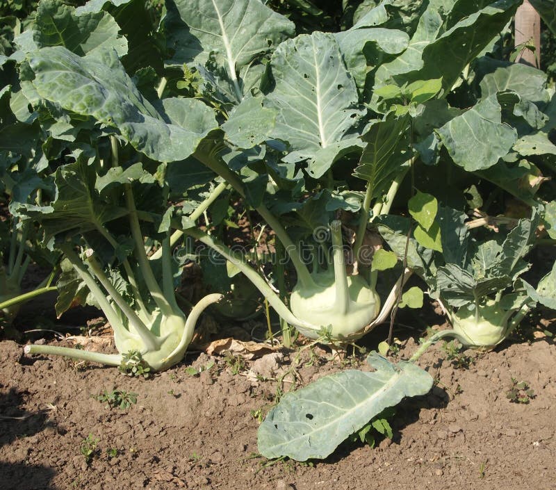 Kohlrabi stock image. Image of vegetables, gardening - 38408427